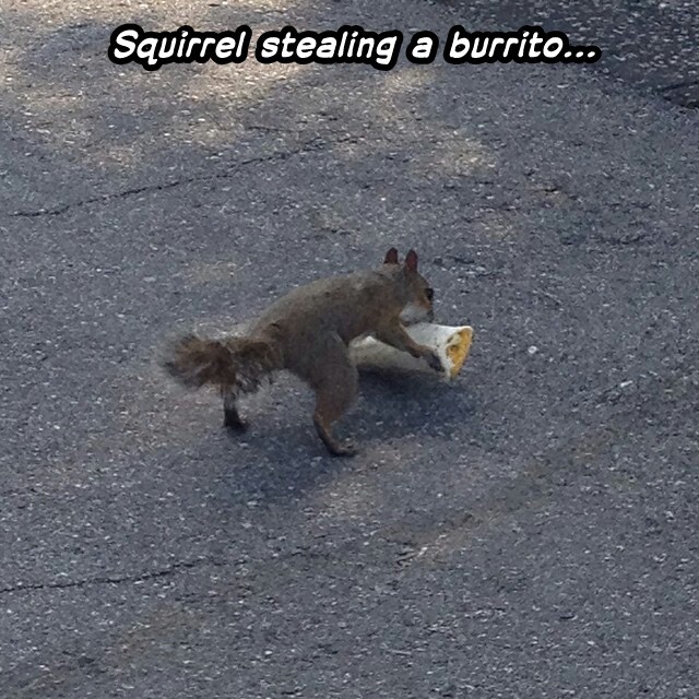 Squirrel - Meme by soydolphin :) Memedroid