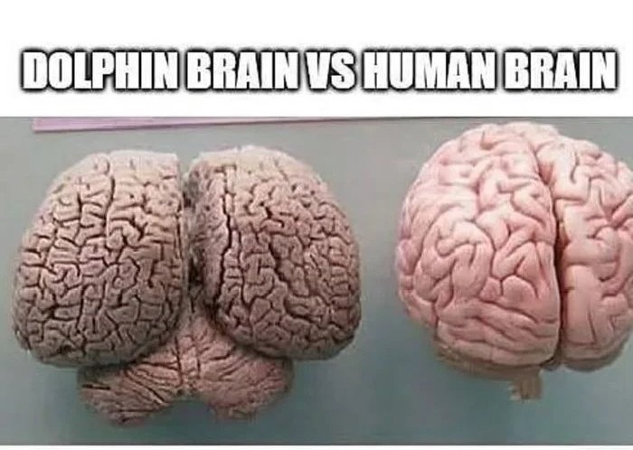 The best Brain memes :) Memedroid
