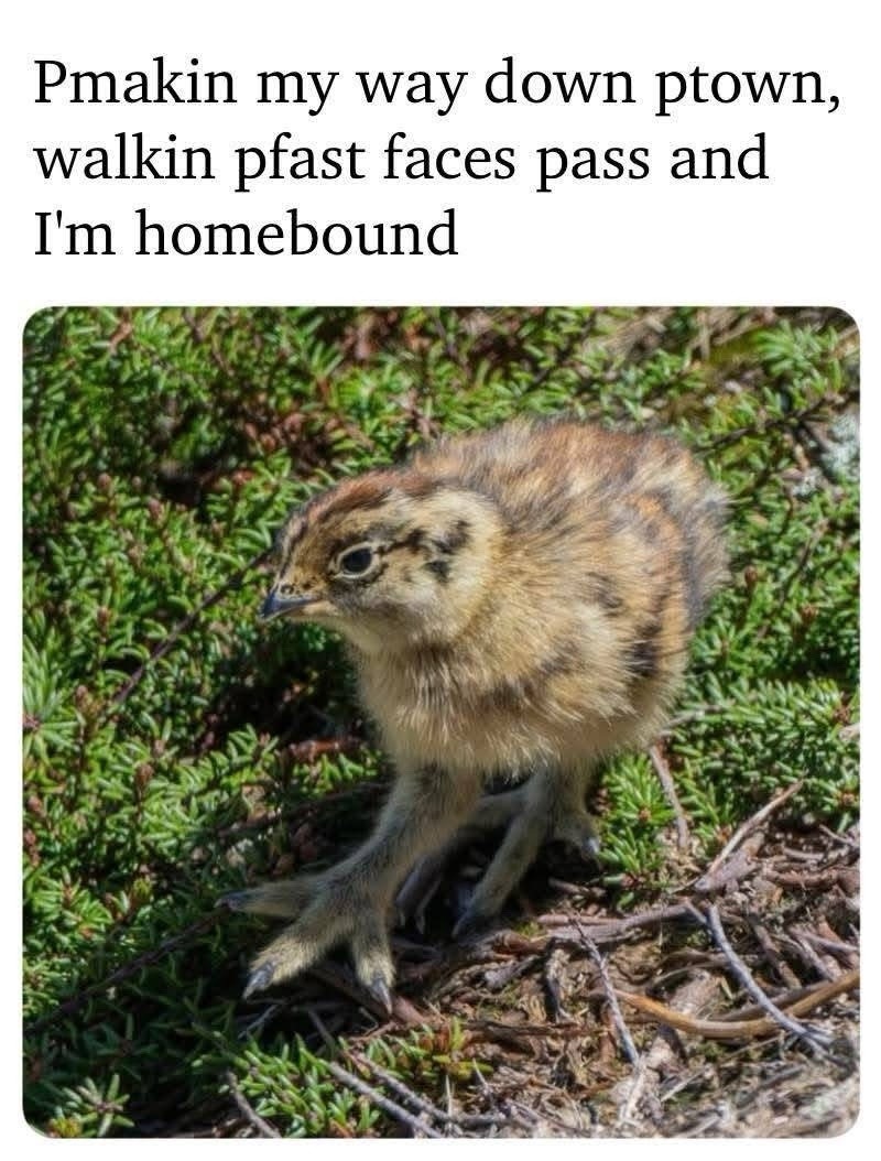 The best Music memes :) Memedroid