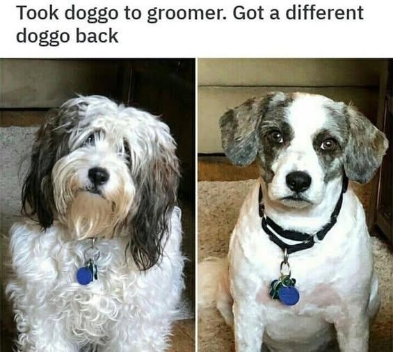 The best Haircut memes :) Memedroid