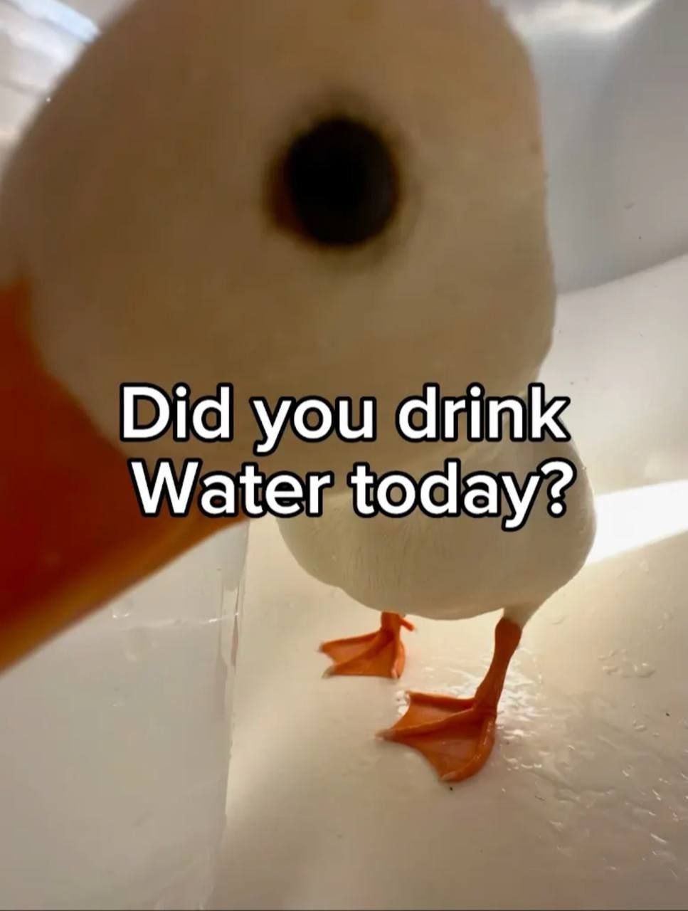 The best Duck memes :) Memedroid