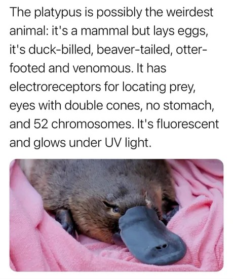 The best Platypus memes :) Memedroid