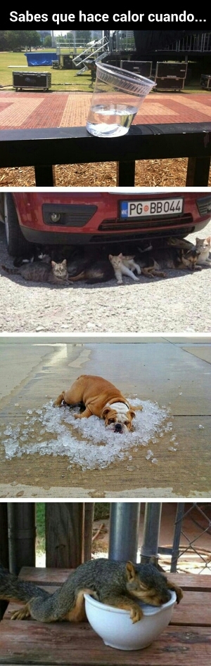 Cuando hace calor - Meme subido por soydolphin :) Memedroid