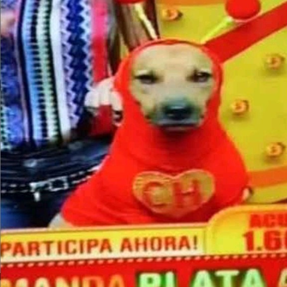 Perro chapulin - Meme by UnRandomPL :) Memedroid