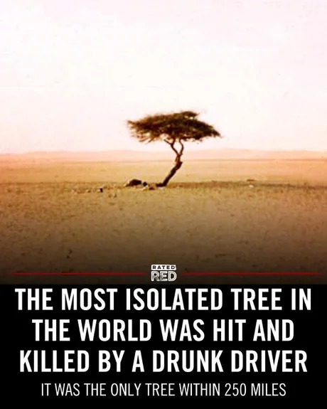 The best Tree memes :) Memedroid