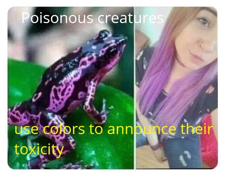 Poison Frog Memes EXTREME Indoor Rainforest With BEAUTIFUL Golden