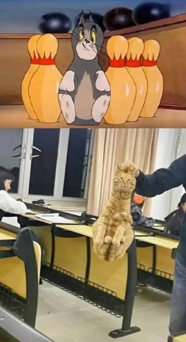 Les meilleurs mèmes Chat :) Memedroid