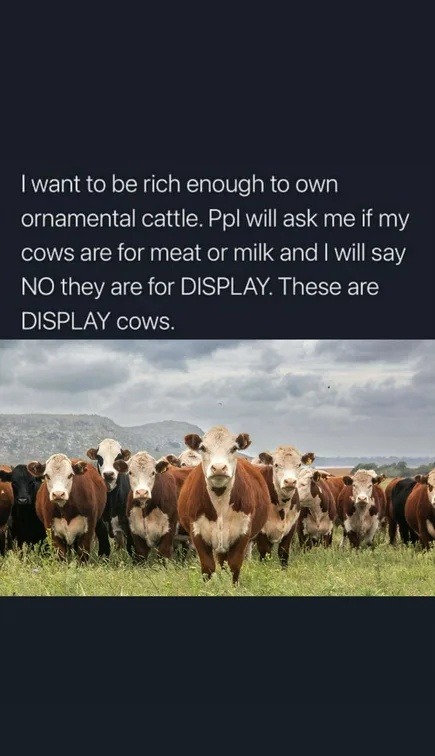 The best Cow memes :) Memedroid