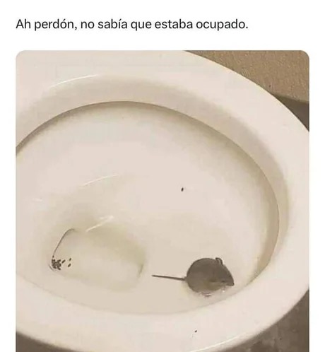 Top memes de Ratones en español :) Memedroid