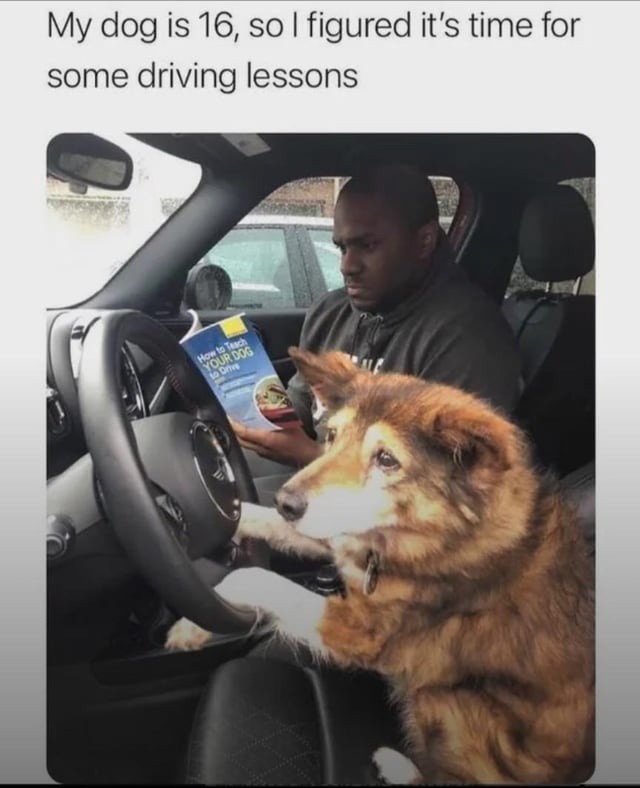 Old Time Dog Memes Dog Memes: 45 Hilarious Memes For Doggie Lovers