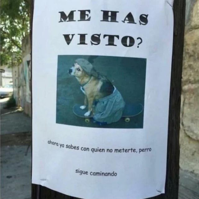 buen meme de perro callejero - Meme subido por mrperroavatar :) Memedroid