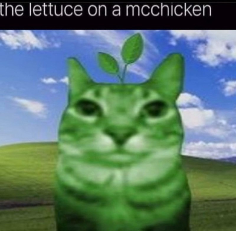 Latest memes / New memes :) Memedroid