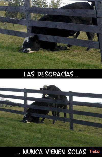 Vacas... - Meme subido por Fran.kr :) Memedroid