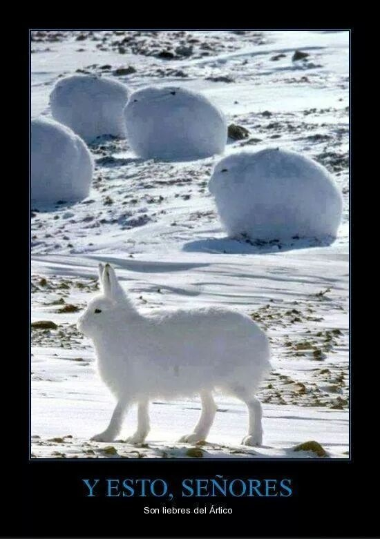 Polo - Meme subido por NAUGHTYMEME :) Memedroid