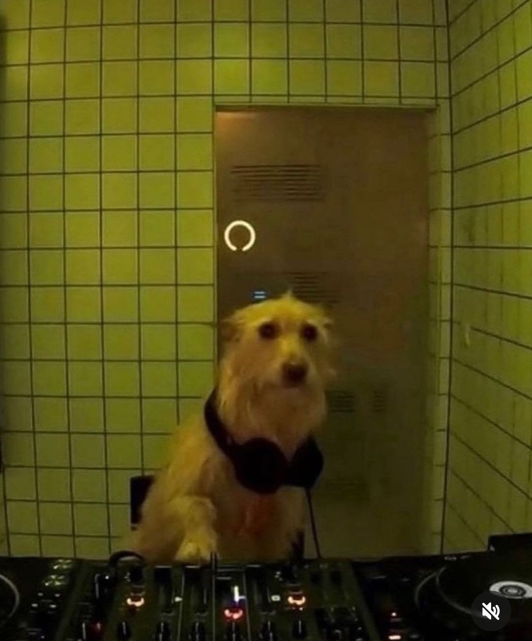 Los Últimos Memes :) Memedroid