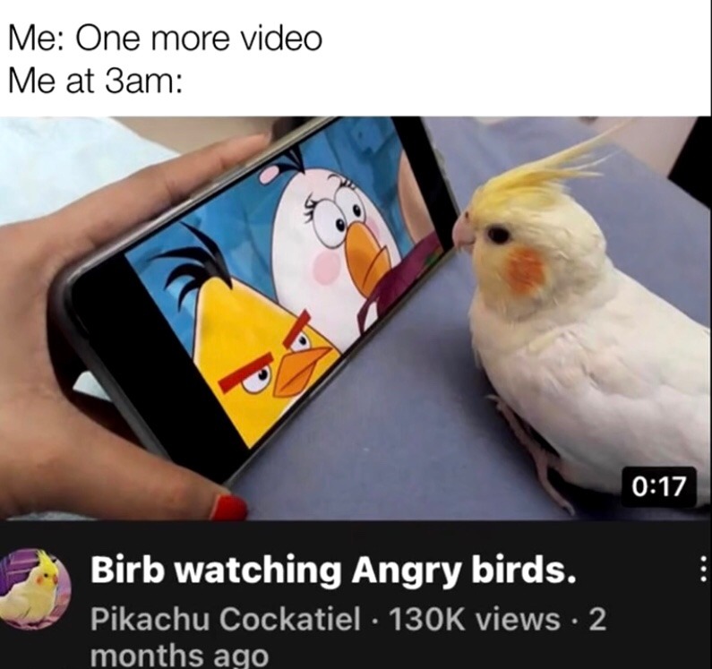 birb - Meme by elpico994 :) Memedroid