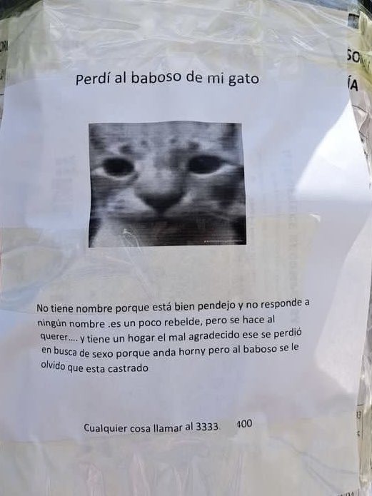 Ese Meme Del Gato El Gato Meme Generator