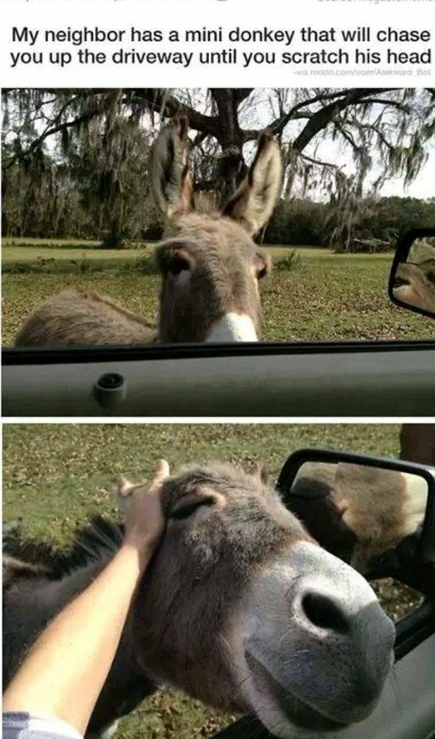 Sooooooo cute - Meme by SHREKMCNUGGETS :) Memedroid