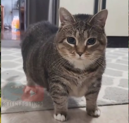 un gato chiquito - Meme subido por putoyo :) Memedroid