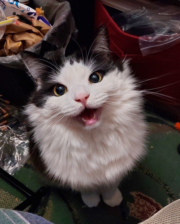 This is my cat - Meme by Garglesnarf :) Memedroid