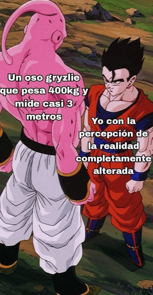 Top memes de Oso en español :) Memedroid