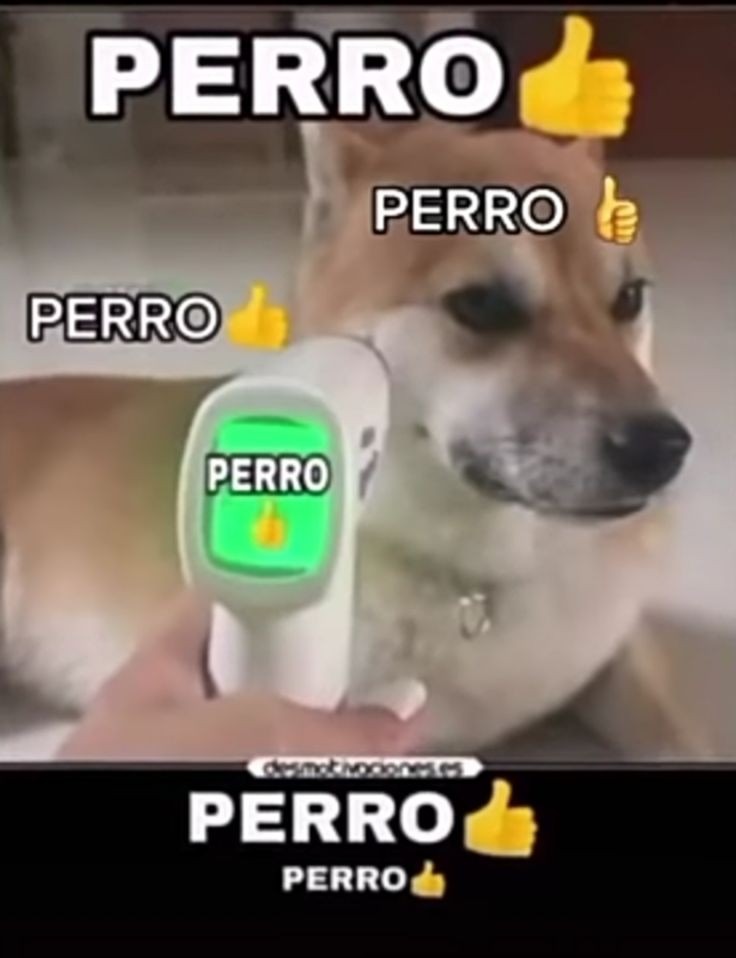 Top memes de Perros en español :) Memedroid