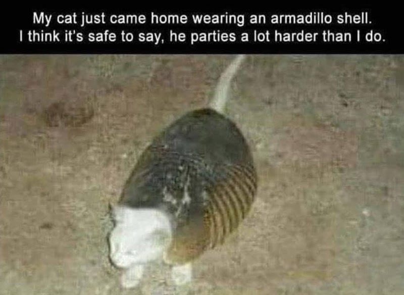 The best Armadillo memes :) Memedroid