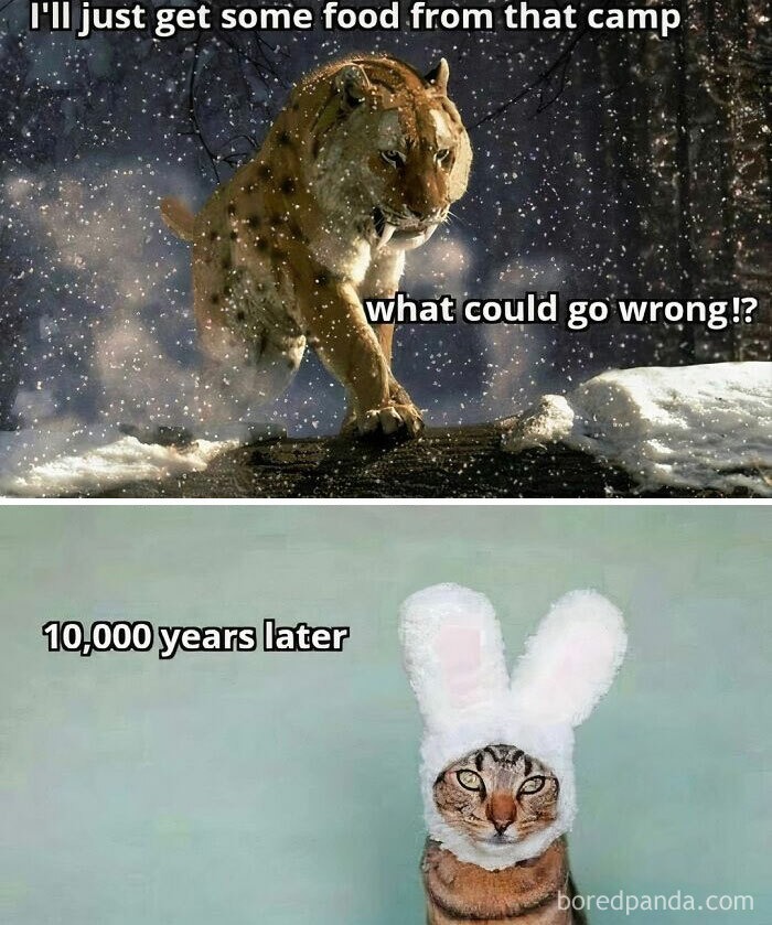 The best Tiger memes :) Memedroid