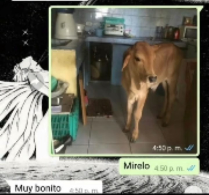 Los Últimos Memes :) Memedroid