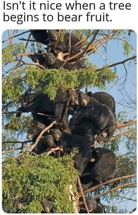 The best Tree memes :) Memedroid