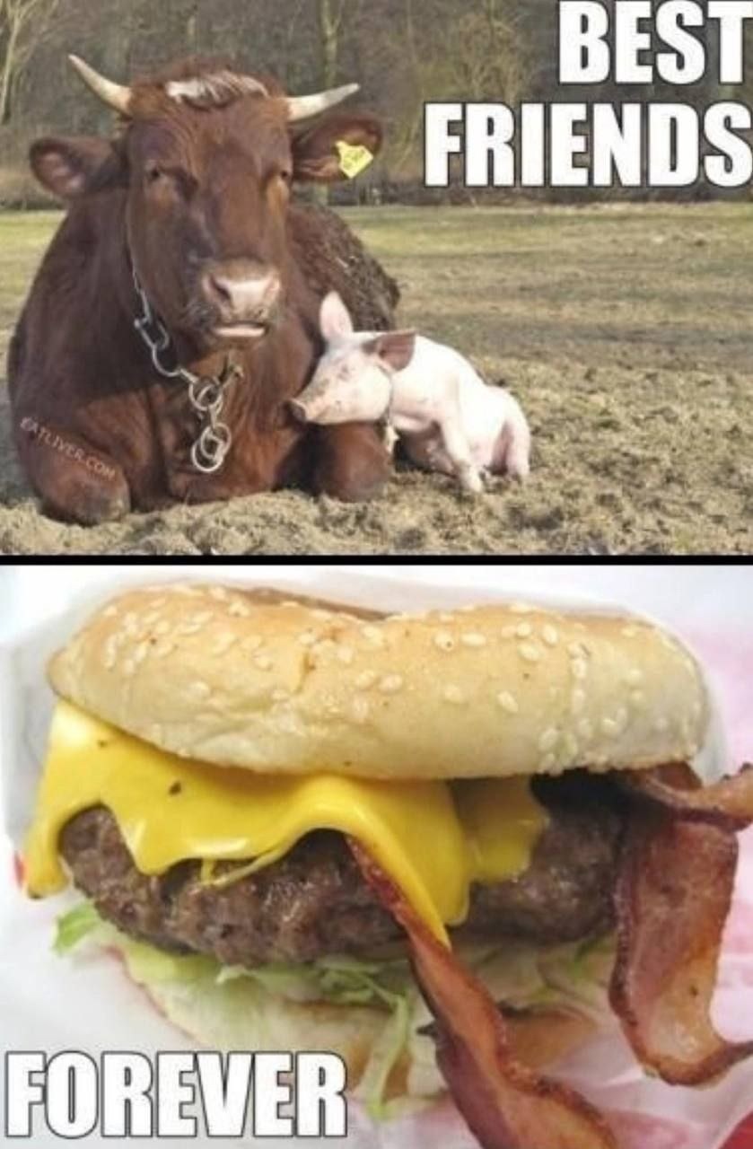 The best Cow memes :) Memedroid