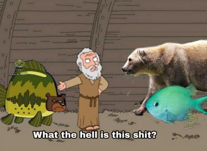Memes De Osos Marinos Meme Anxiety Cat Me Case Con....... Un Oso