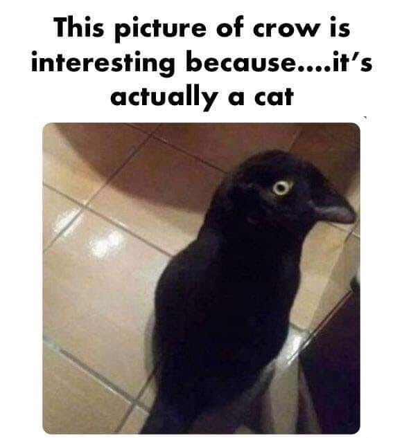 Not a copycat, a crowcat - Meme by schizoidman :) Memedroid