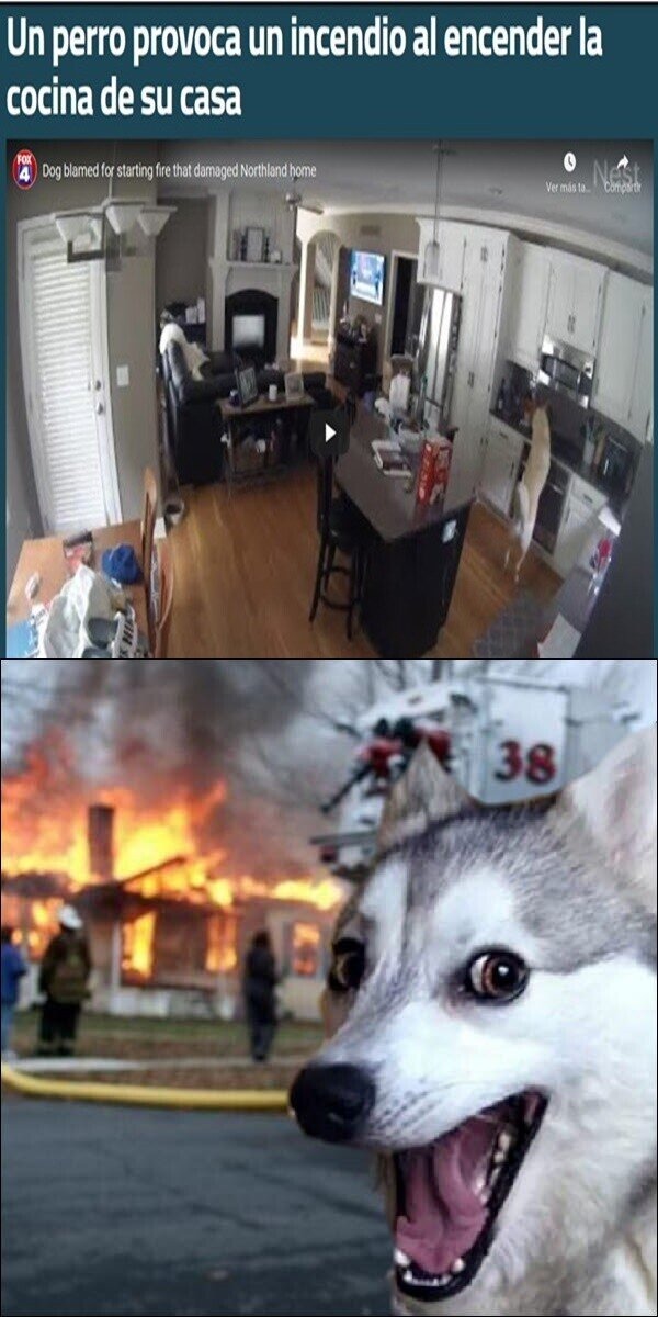 Memes Del Perro Siberiano Club Mexicano Del Husky Siberiano