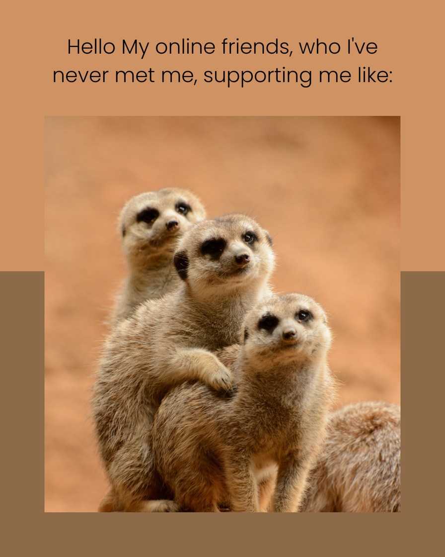 Meerkats Memes