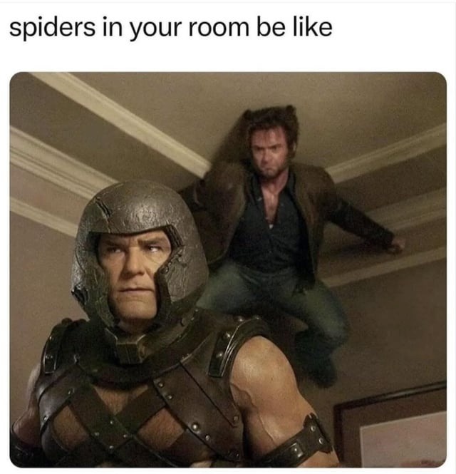 The best Spider memes :) Memedroid