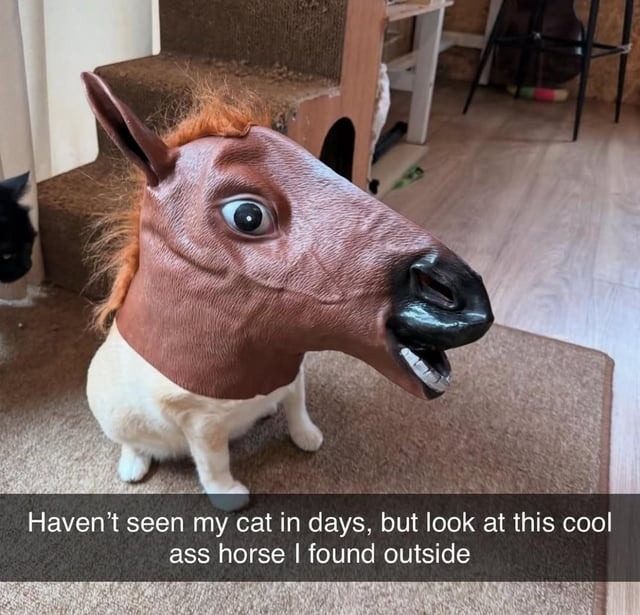 The best Horse memes :) Memedroid