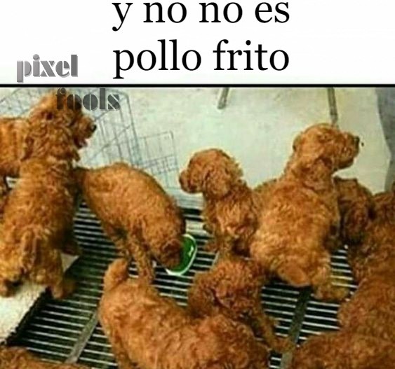 Mi Meme De Pollo Frito