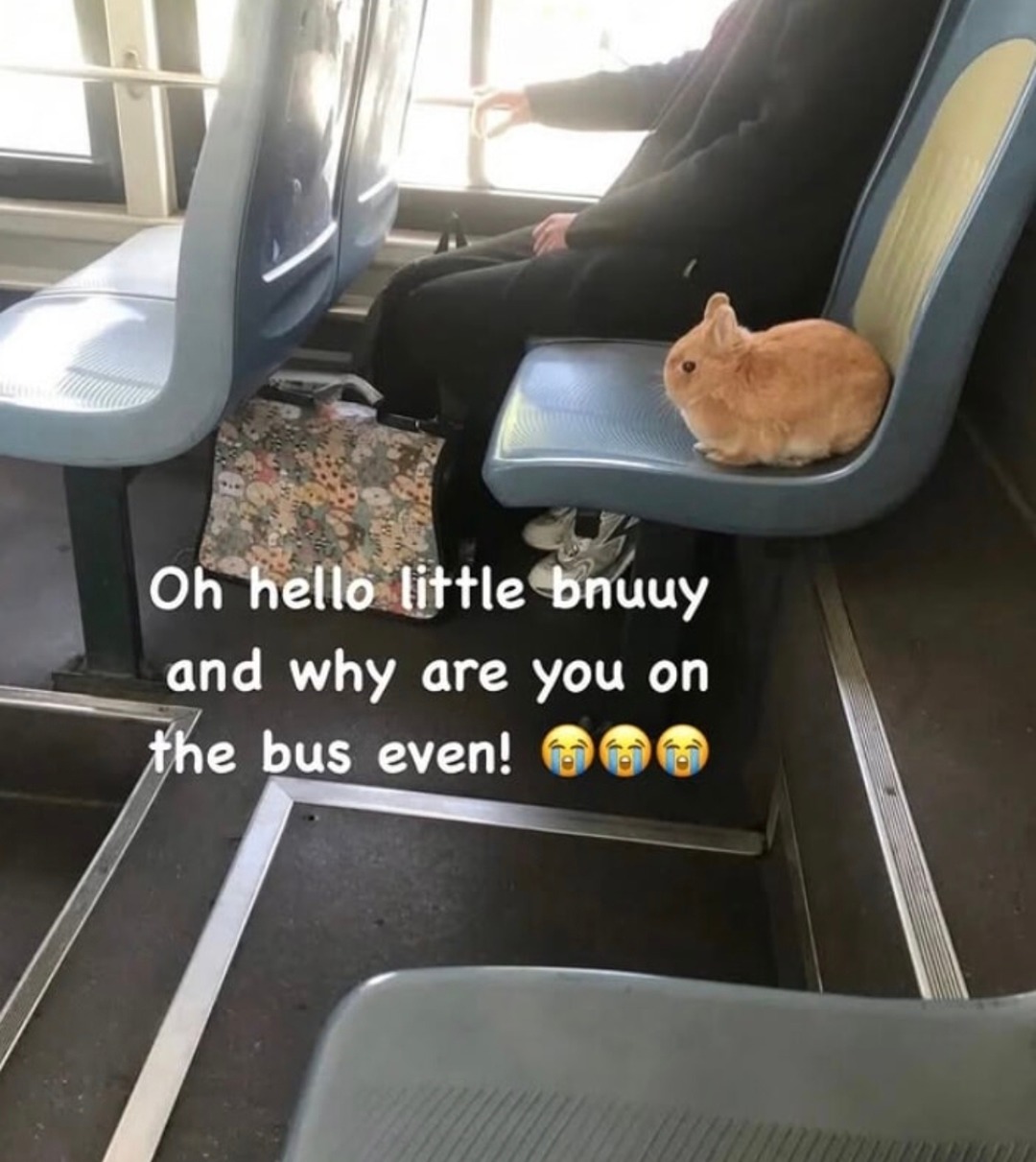 The best Bunny memes :) Memedroid