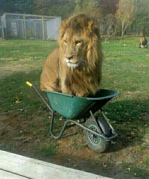 If I fits I sits - Meme by Tweet :) Memedroid