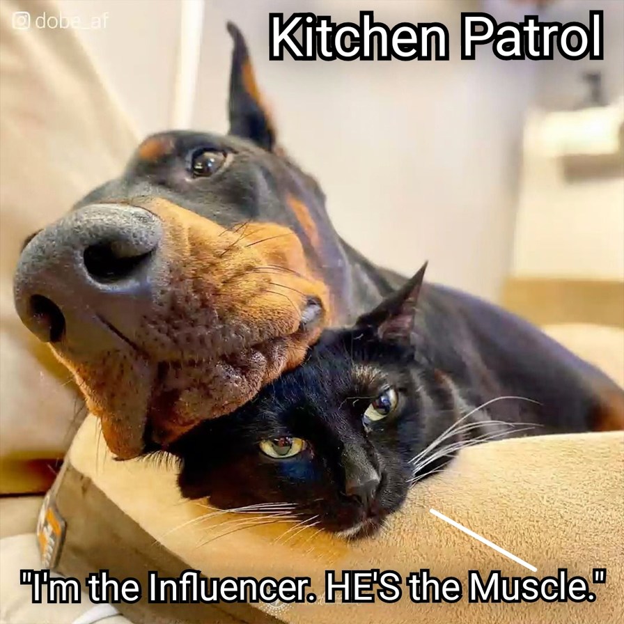 The Latest Memes :) Memedroid