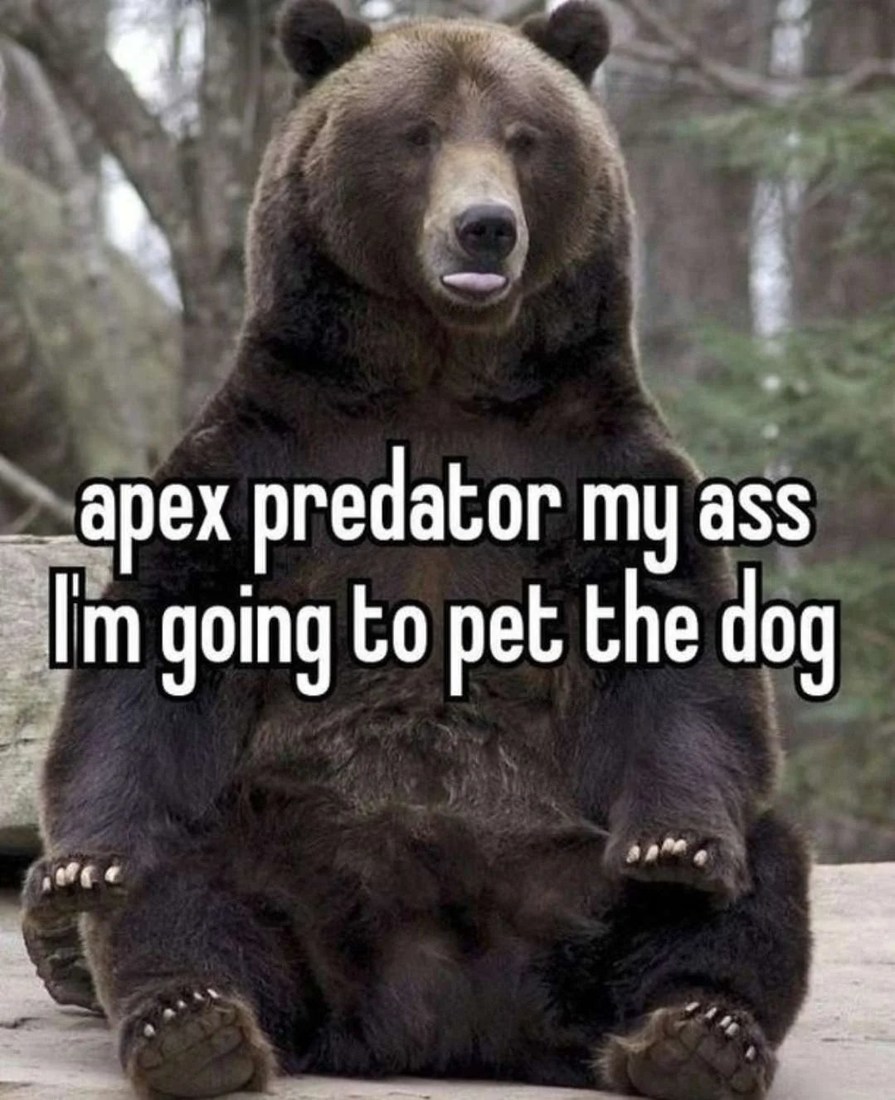 The best Bear memes :) Memedroid