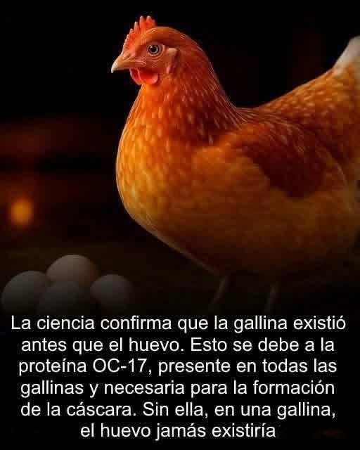 Top memes de Huevo en español :) Memedroid