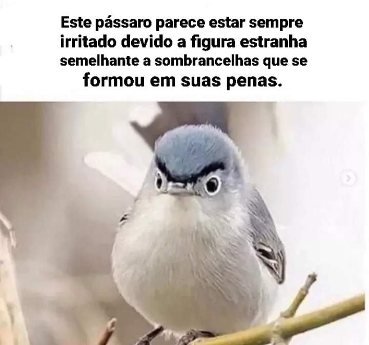 Coisa fofa - Meme by deleted_e7eef8c7173 :) Memedroid