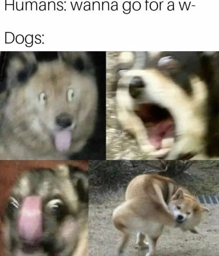 Dogs - Meme subido por Mr.Gimli :) Memedroid