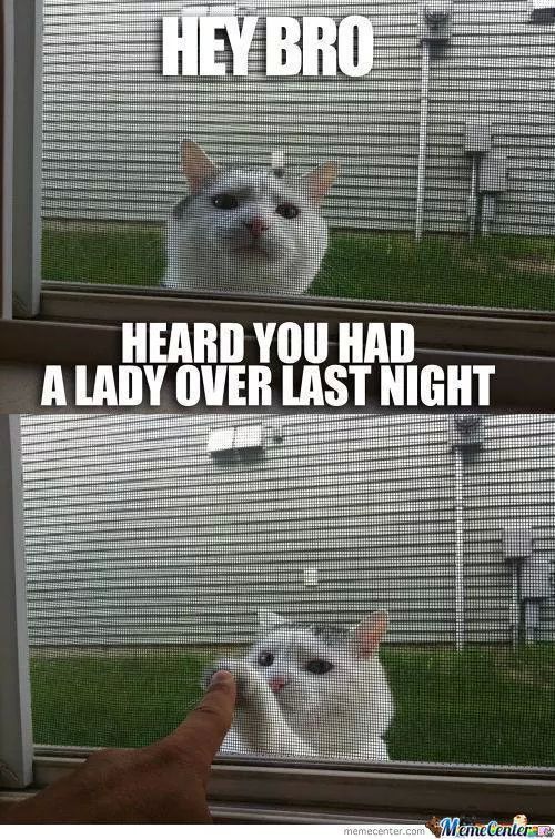 Cat bro approves! - Meme subido por MisterTaldo69 :) Memedroid