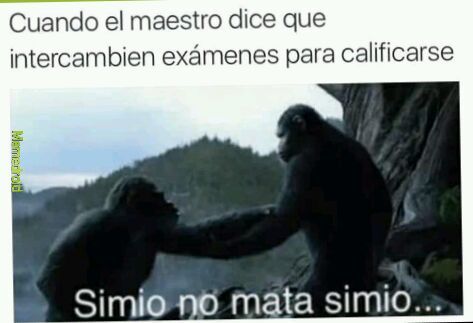 Memes Simio SIMIO NO MATA SIMIO 🧐🤝 #xd #memes #random #a