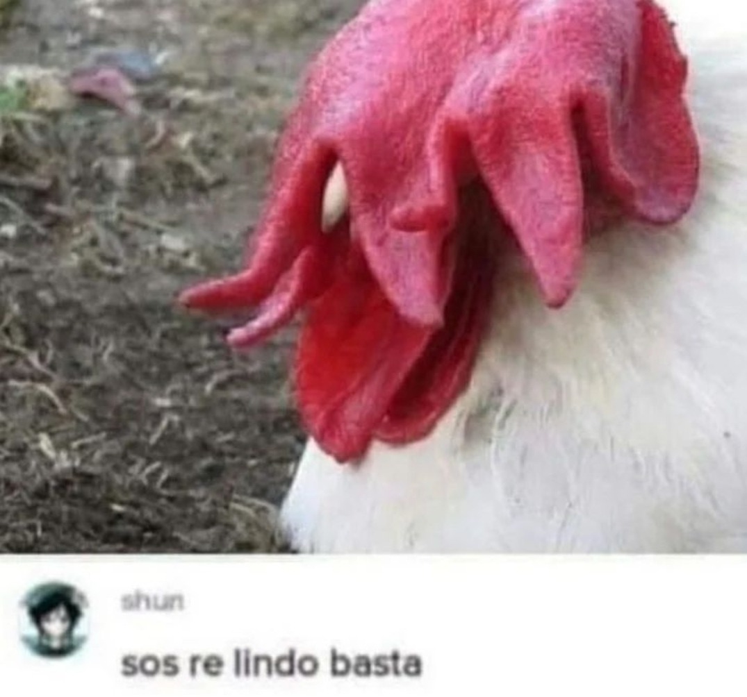 Gallina Chistosa