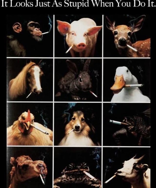 The best Smoking memes :) Memedroid