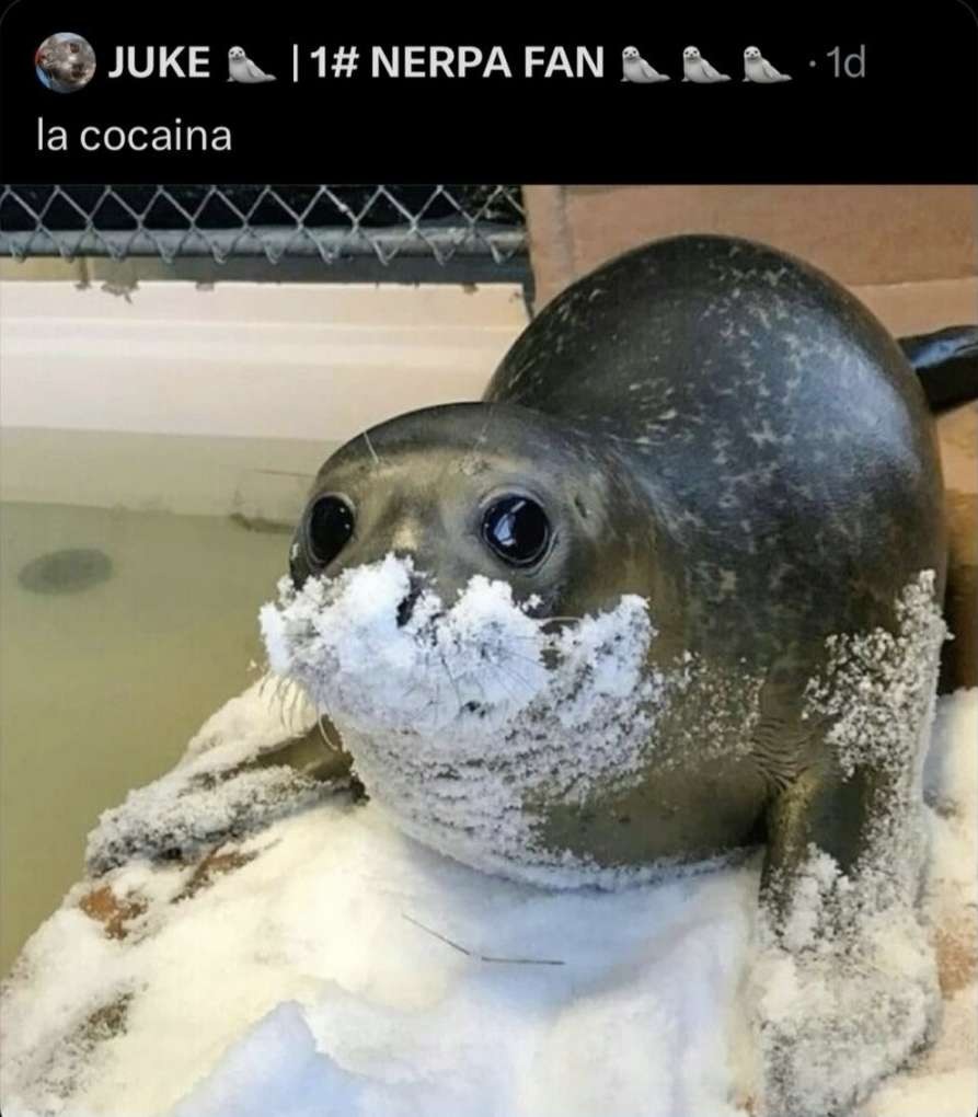 Top memes de Focas en español :) Memedroid